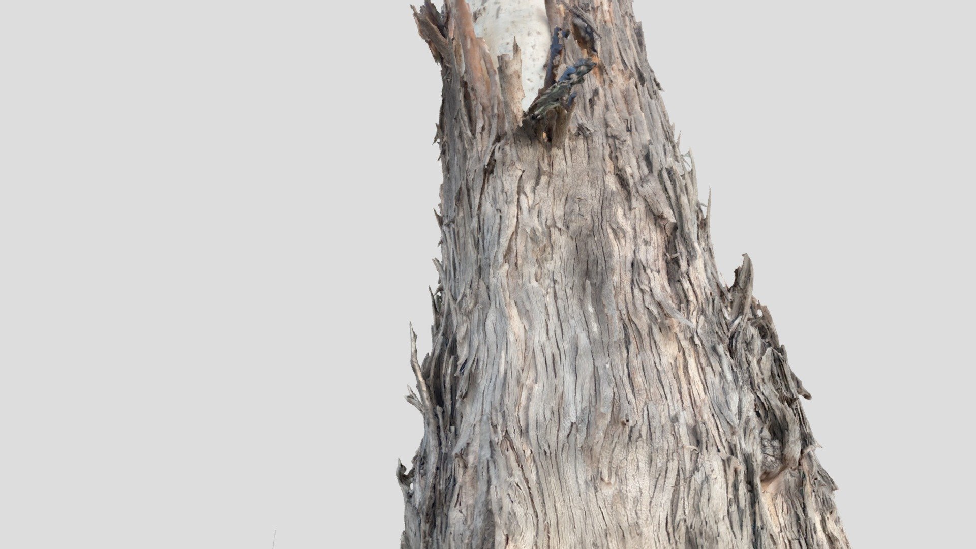 Gum Tree - Download Free 3D model by MattMakesSwords - Scans ...