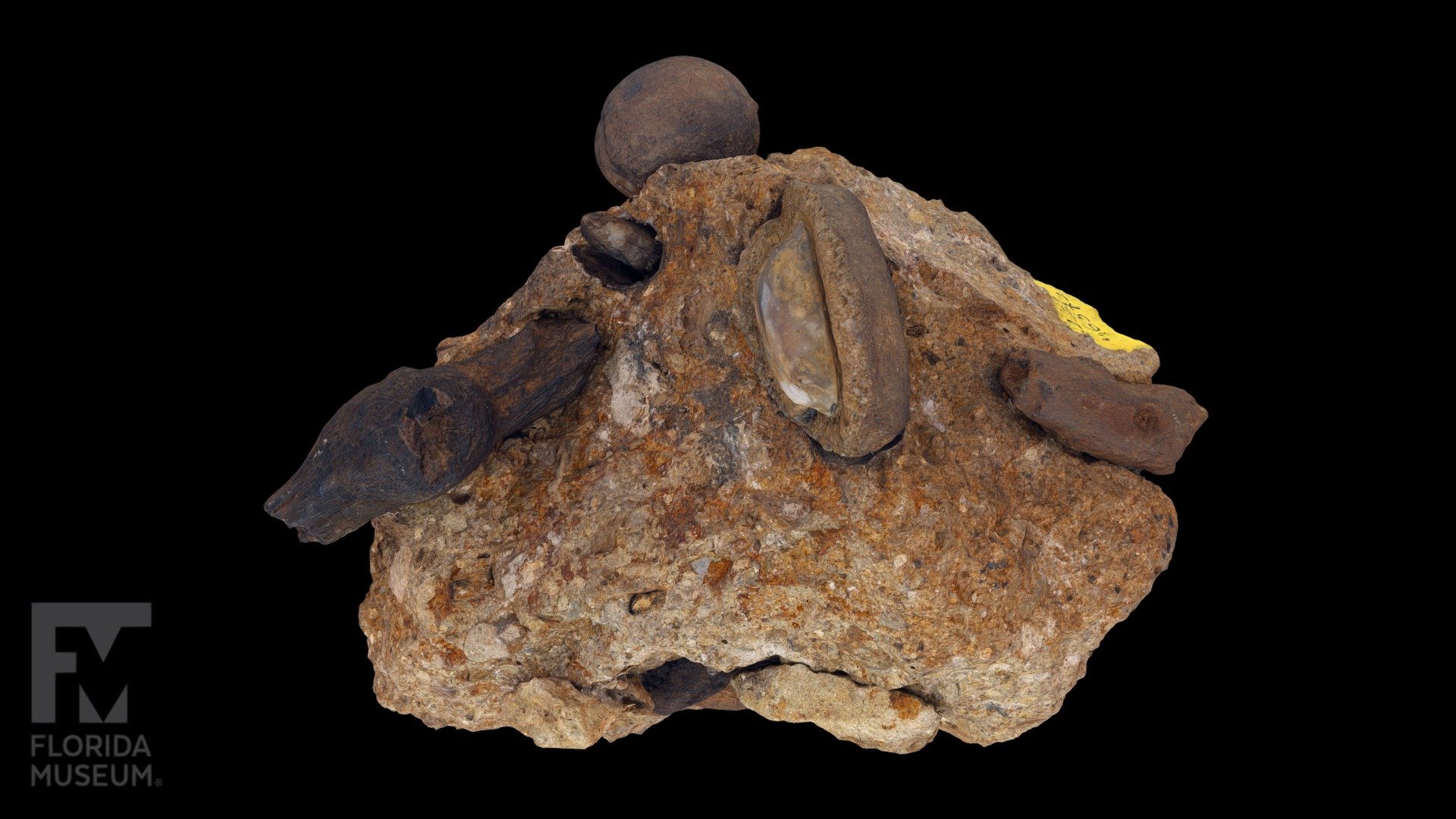 Fossil nuts and wood (UF Paleobotany 36572) - 3D model by FloridaMuseum ...