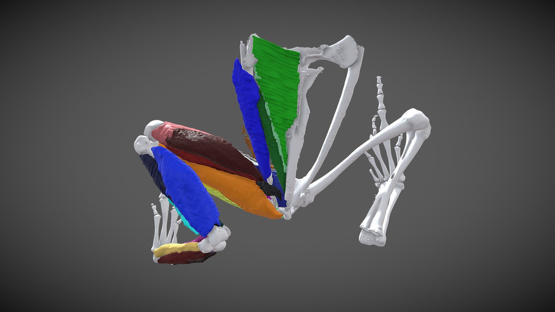 Paedophryne verrucosa - diceCT scan - Download Free 3D model by The ...