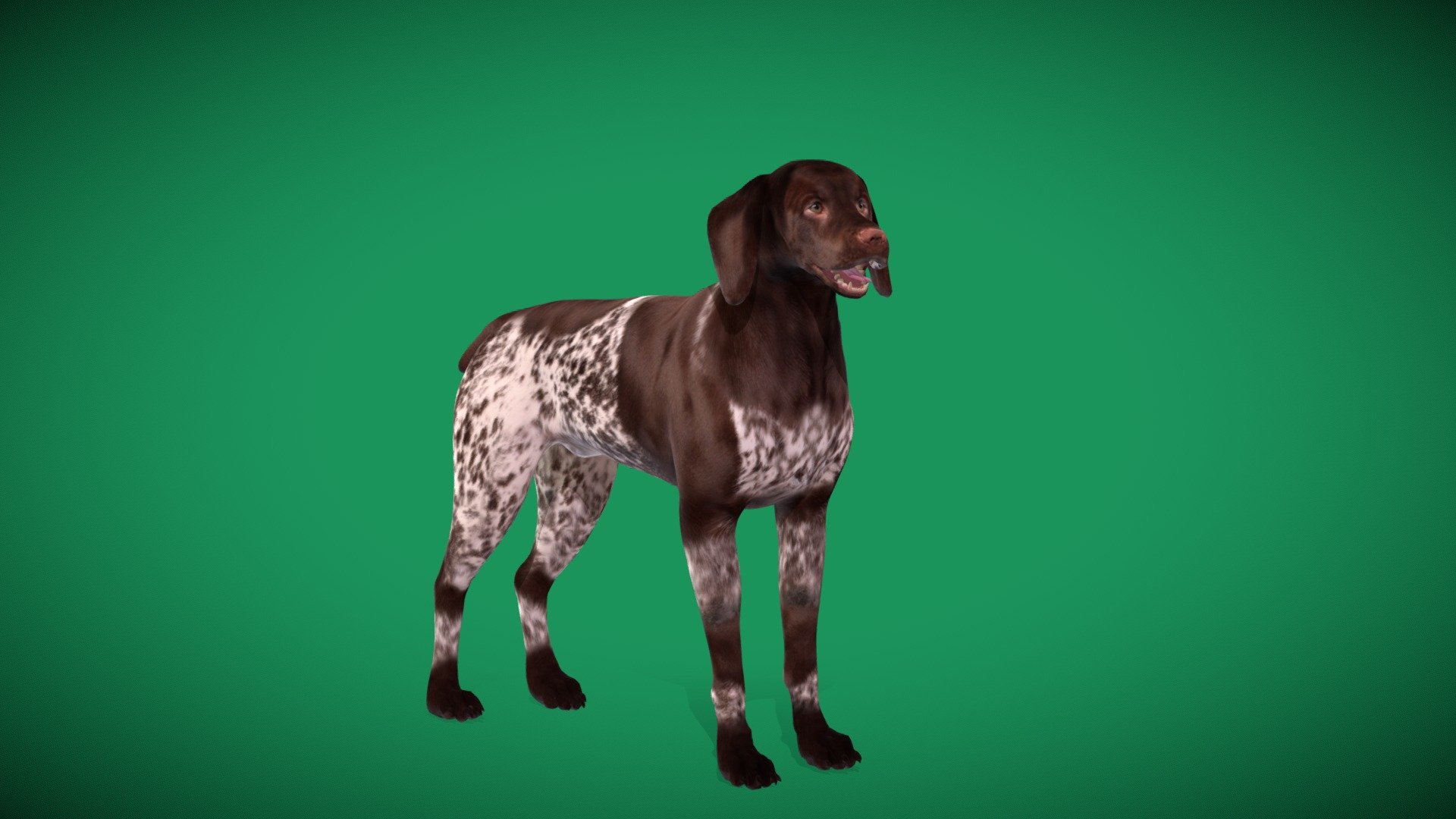 German Shorthaired Pointers Dog (Game Ready) - Buy Royalty Free 3D ...
