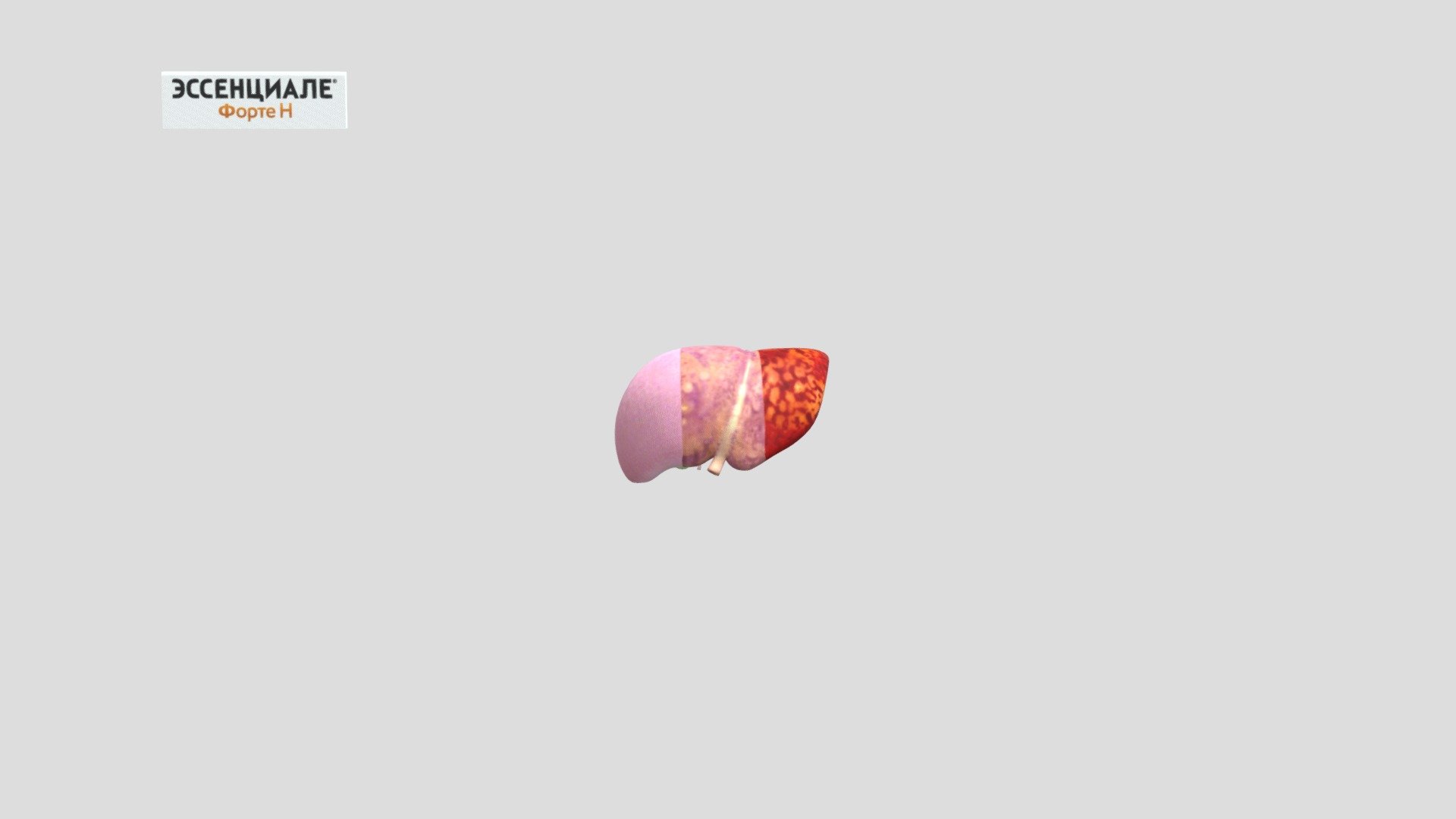 Liver2 - 3D model by OpellaAR [e42a247] - Sketchfab