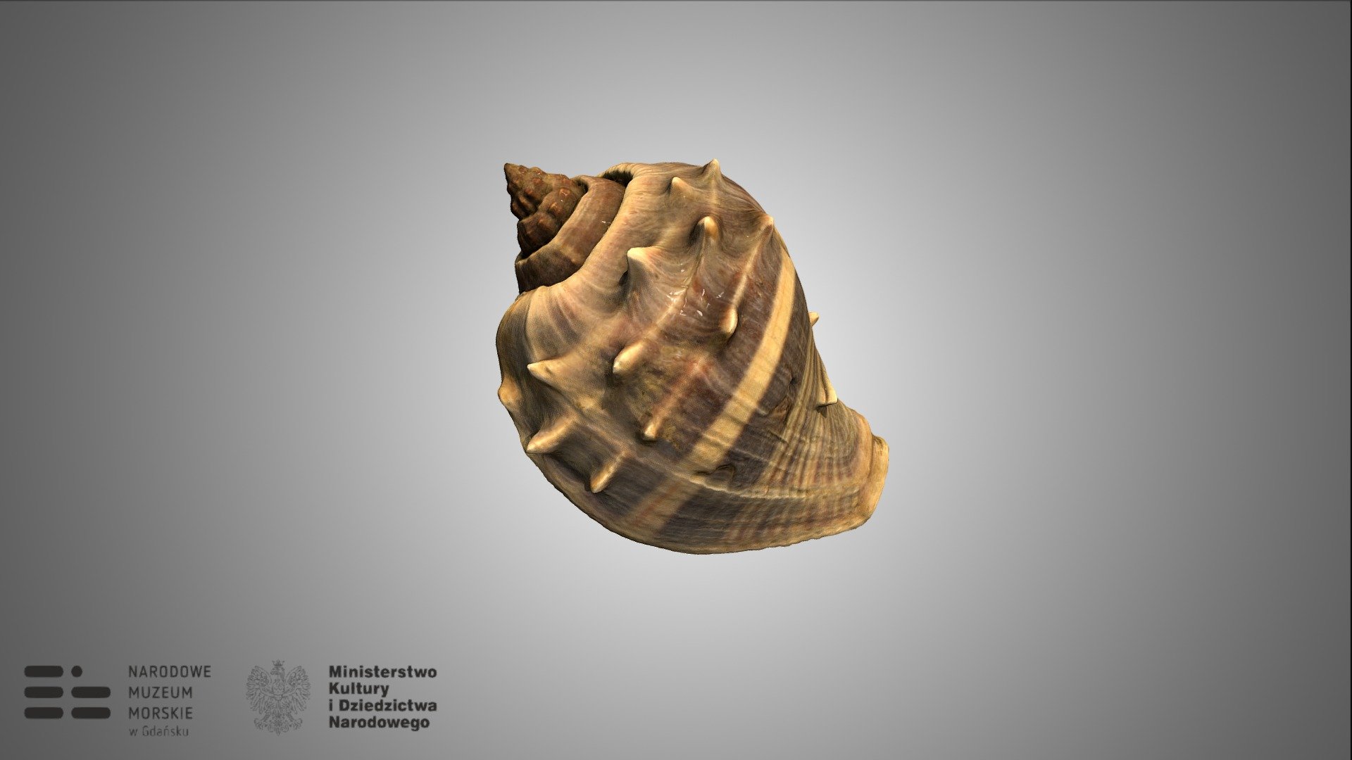 Muszla ślimaka z gatunku Melongena melongena - 3D model by National ...