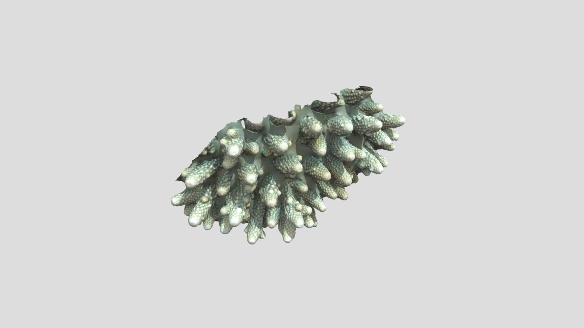 Acropora 2 - Download Free 3D model by SixSensesLaamu [e43f152] - Sketchfab
