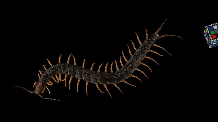 Centipede 3D models - Sketchfab