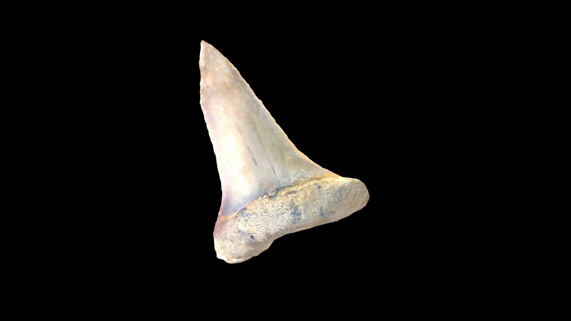 Cosmopolitodus hastalis - Fossil Shark tooth - 3D model by Riccardo ...