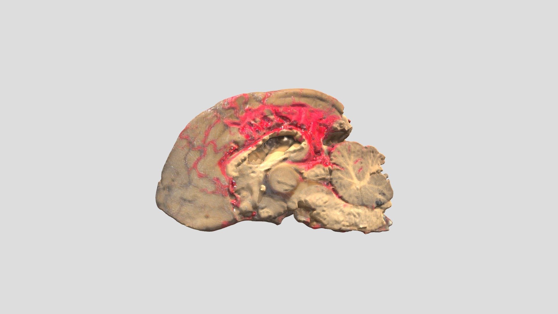 Dog Right Brain - 3D model by VetKaset [e445eb4] - Sketchfab