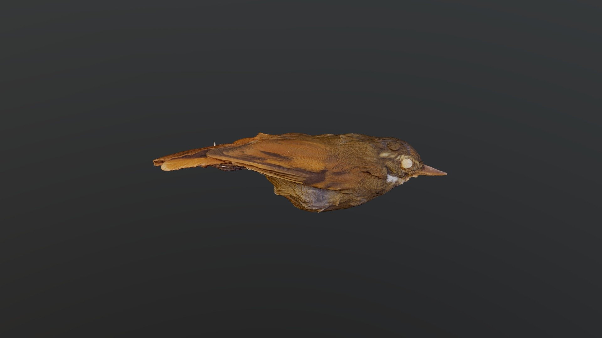 Plain Xenops - Xenops minutus - Download Free 3D model by MooreLab ...