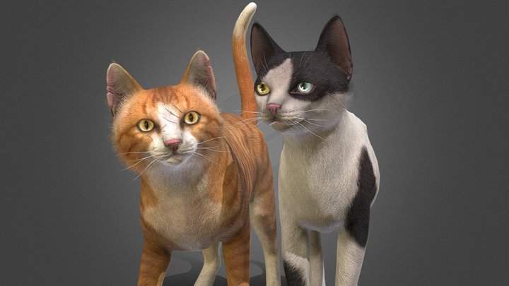 Stray 3D models - Sketchfab
