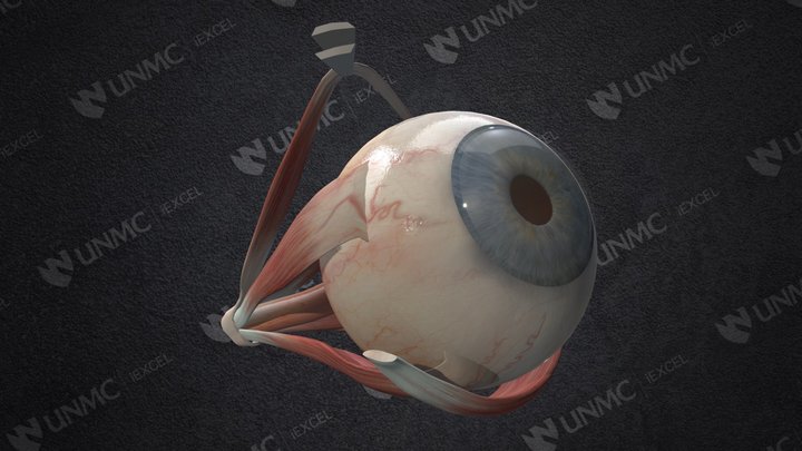 Lateral_rectus 3D models - Sketchfab