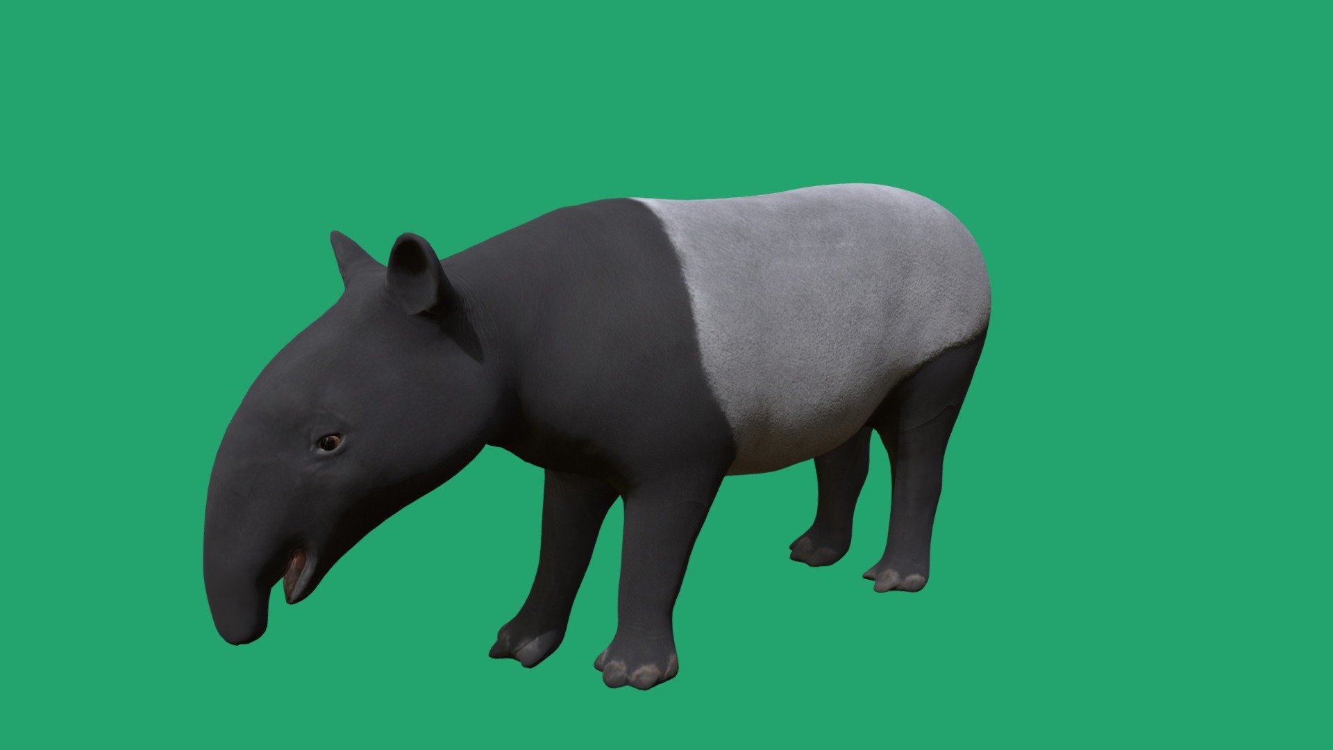 Tapir (non commercial) - Download Free 3D model by kenchoo [e44bf66] - Sketchfab