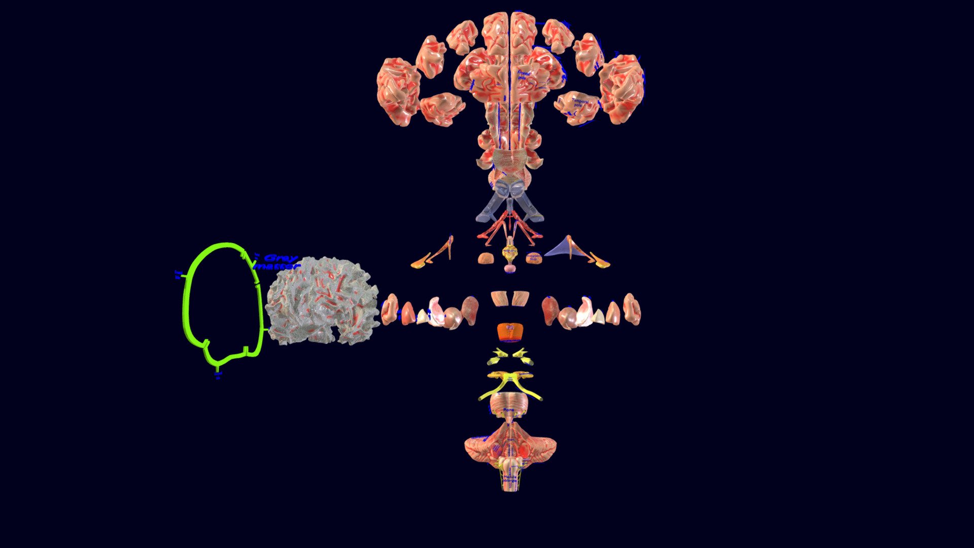 CNS Brain seperable parts labelled - Buy Royalty Free 3D model by ...