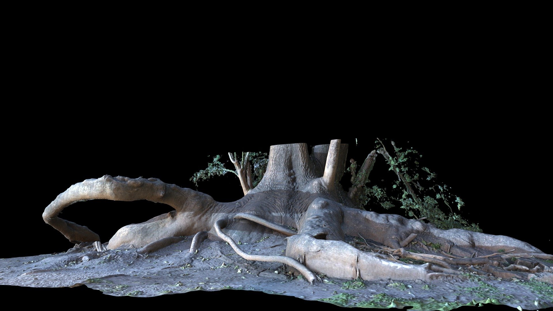 A Great Root About 4 Meter Diameter Buy Royalty Free 3D Model By a-great-root-about-4-meter-diameter-buy-royalty-free-3d-model-by