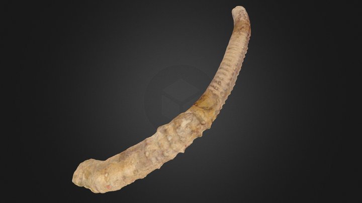 Heteromorph 3D models - Sketchfab