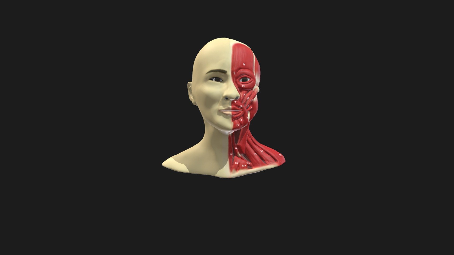 Labeled Modern Human Head & Neck Reconstruction - Download Free 3D ...