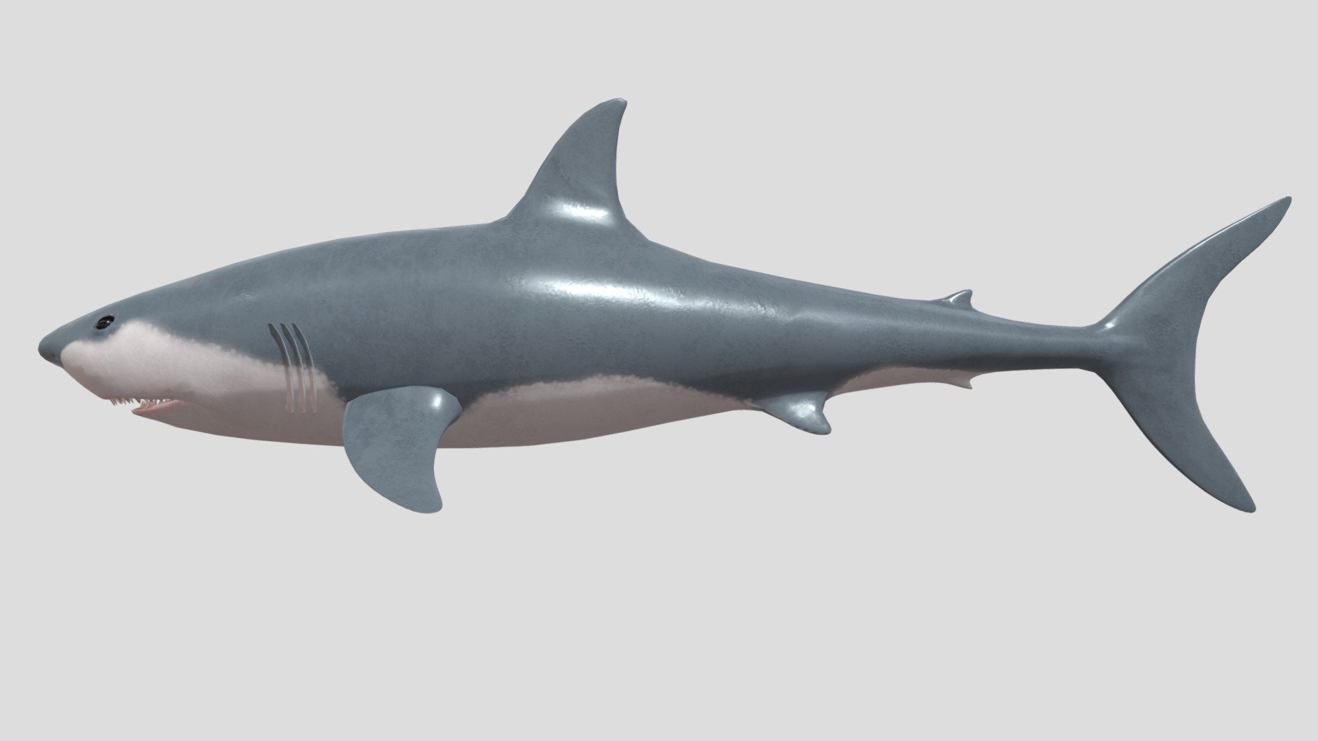 Shark - 3D model by bharathram95 [e455cc7] - Sketchfab