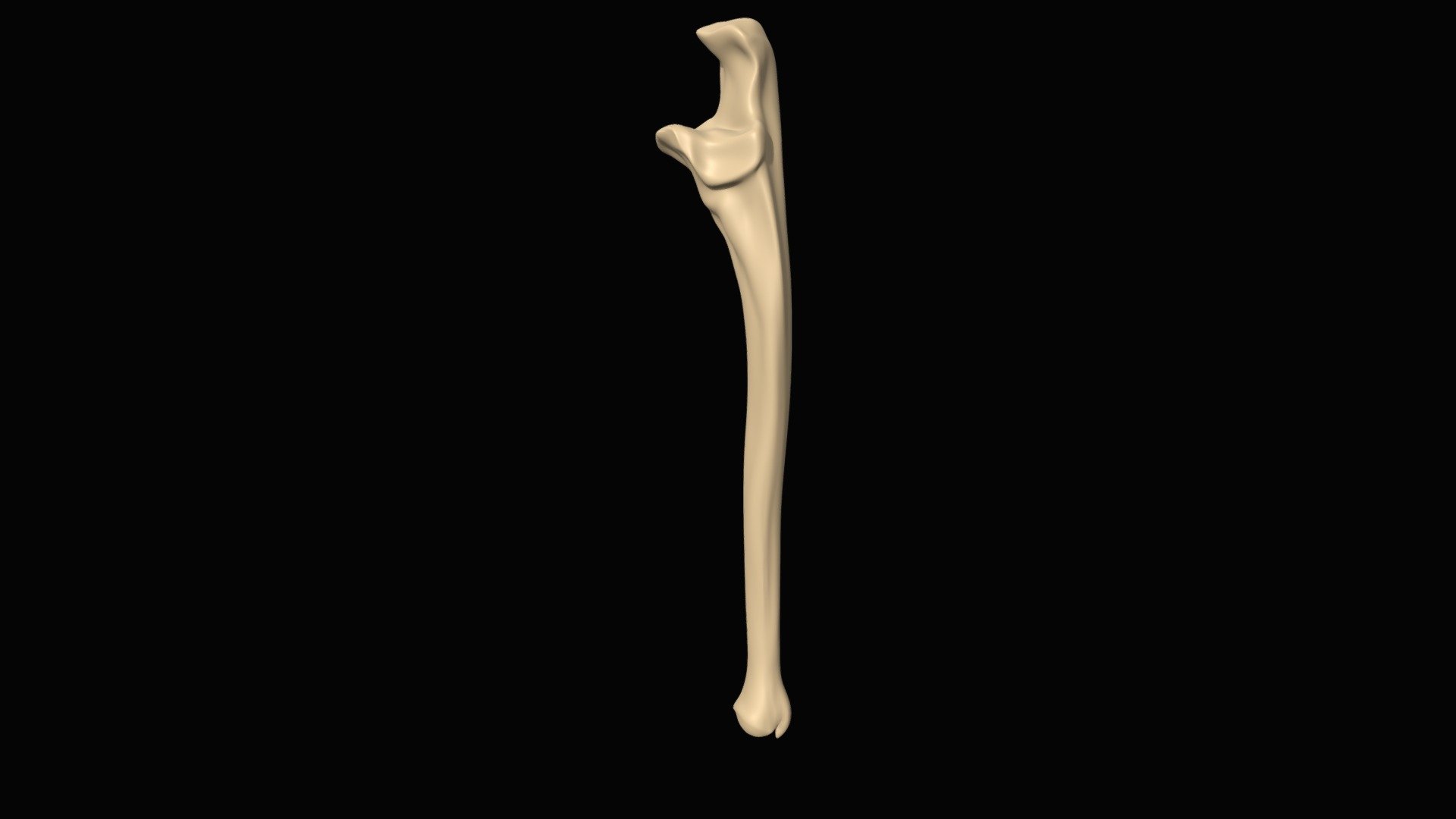 Ulna bone - 3D model by Cboontunsen [e458fed] - Sketchfab