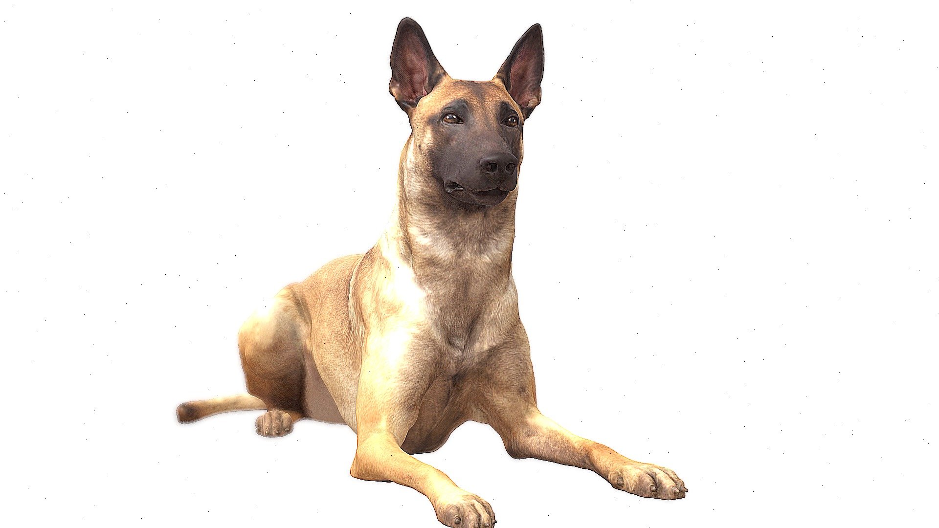 Free 3D Model K-9 Dog - 3D model by ₦₥₵ ฿₵ (@nmcbc) [e459b06] - Sketchfab