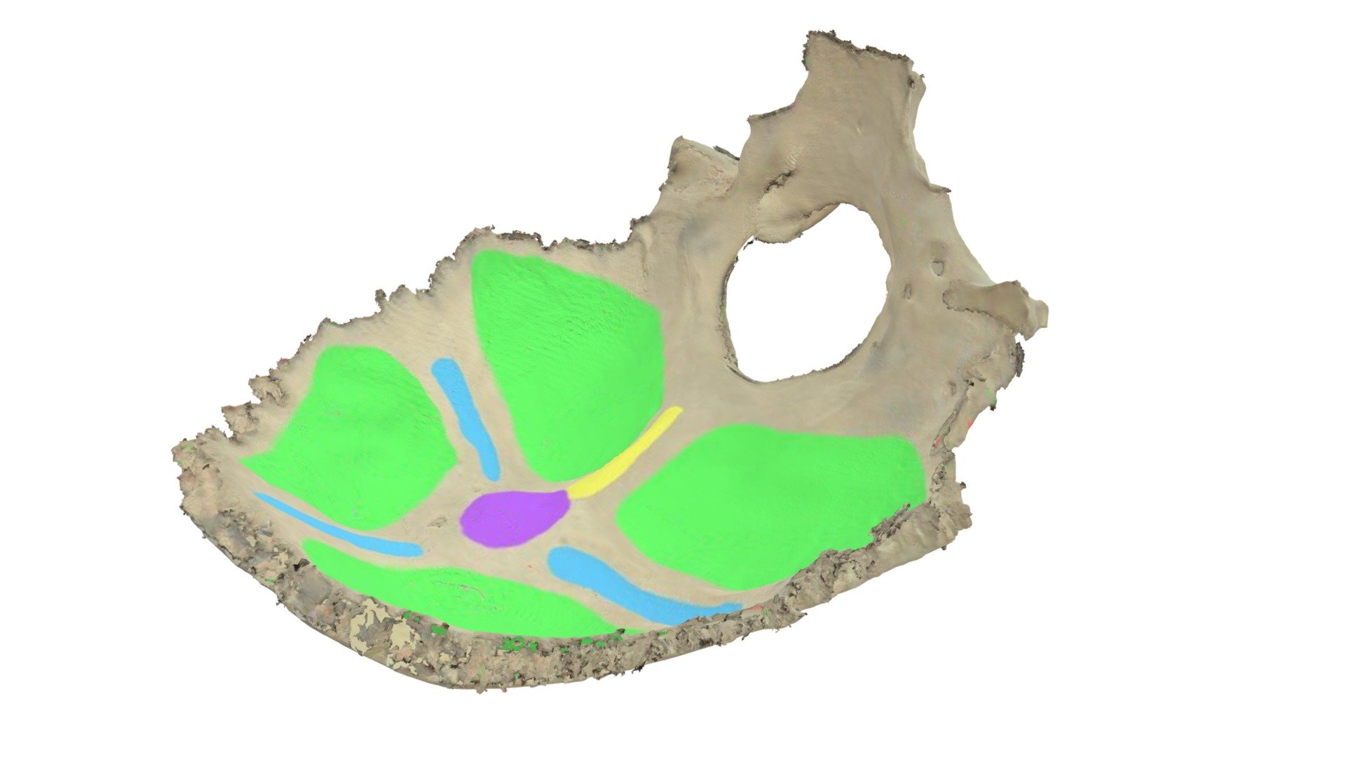 Os Occipitale-squama occipitalis - 3D model by Universiteit Antwerpen ...
