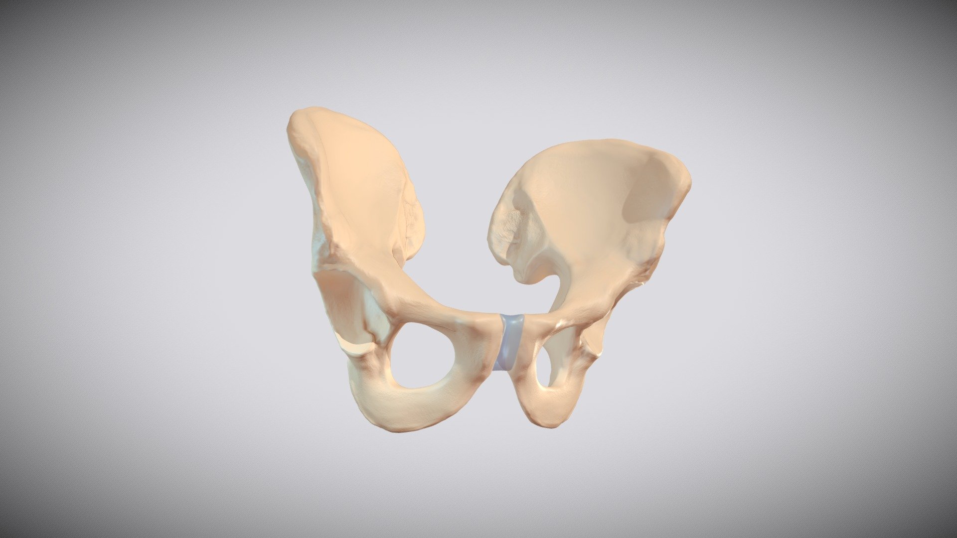 Human Pelvis 3D Model - 3D model by Clara Oh (@claraoh) [e4627b6 ...