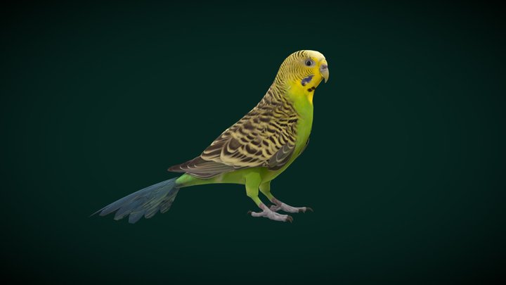 Parakeet 3D models - Sketchfab