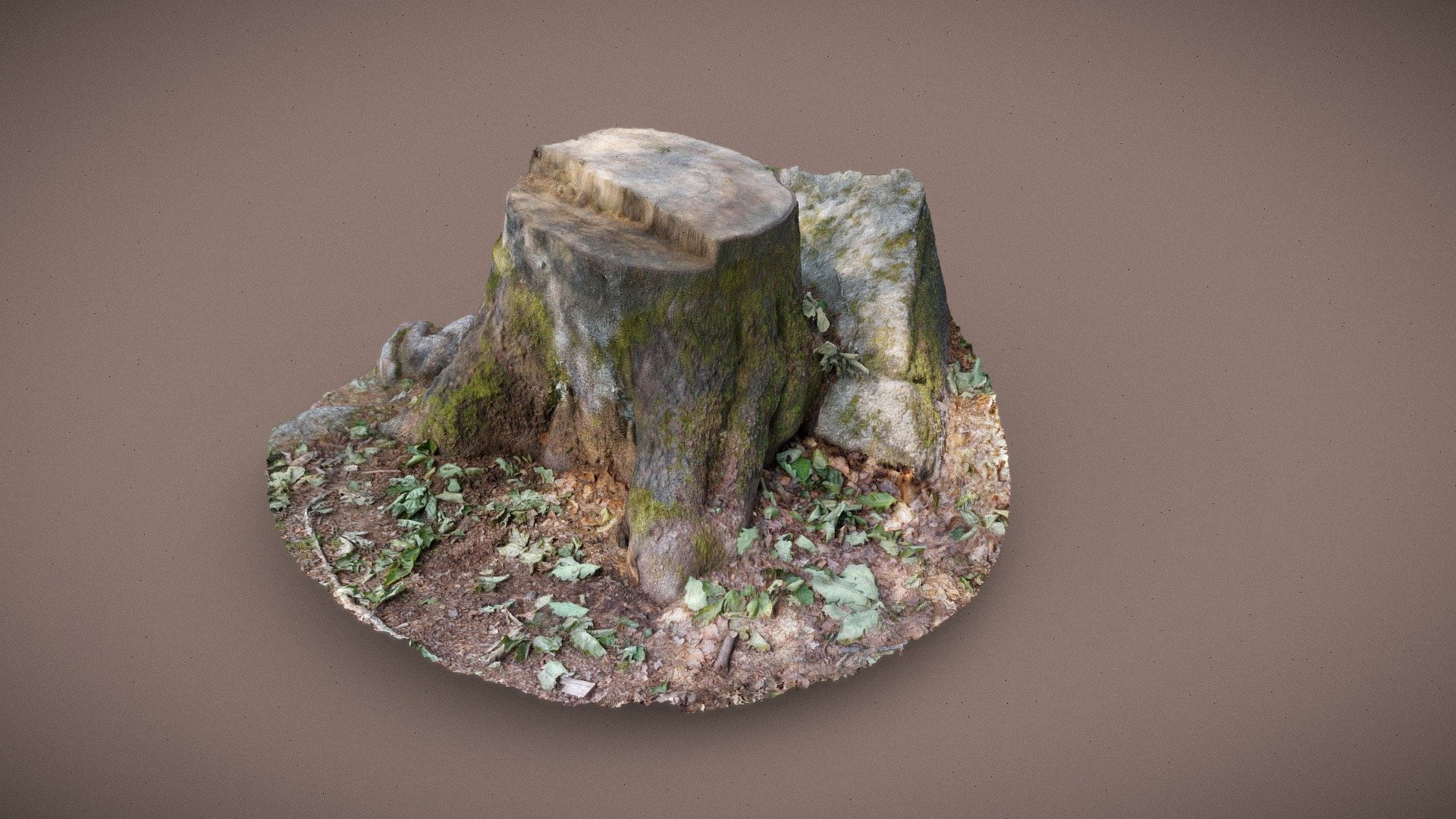 High Quality Tree Stump - 3D model by mrfunnysheep [e4672e9] - Sketchfab