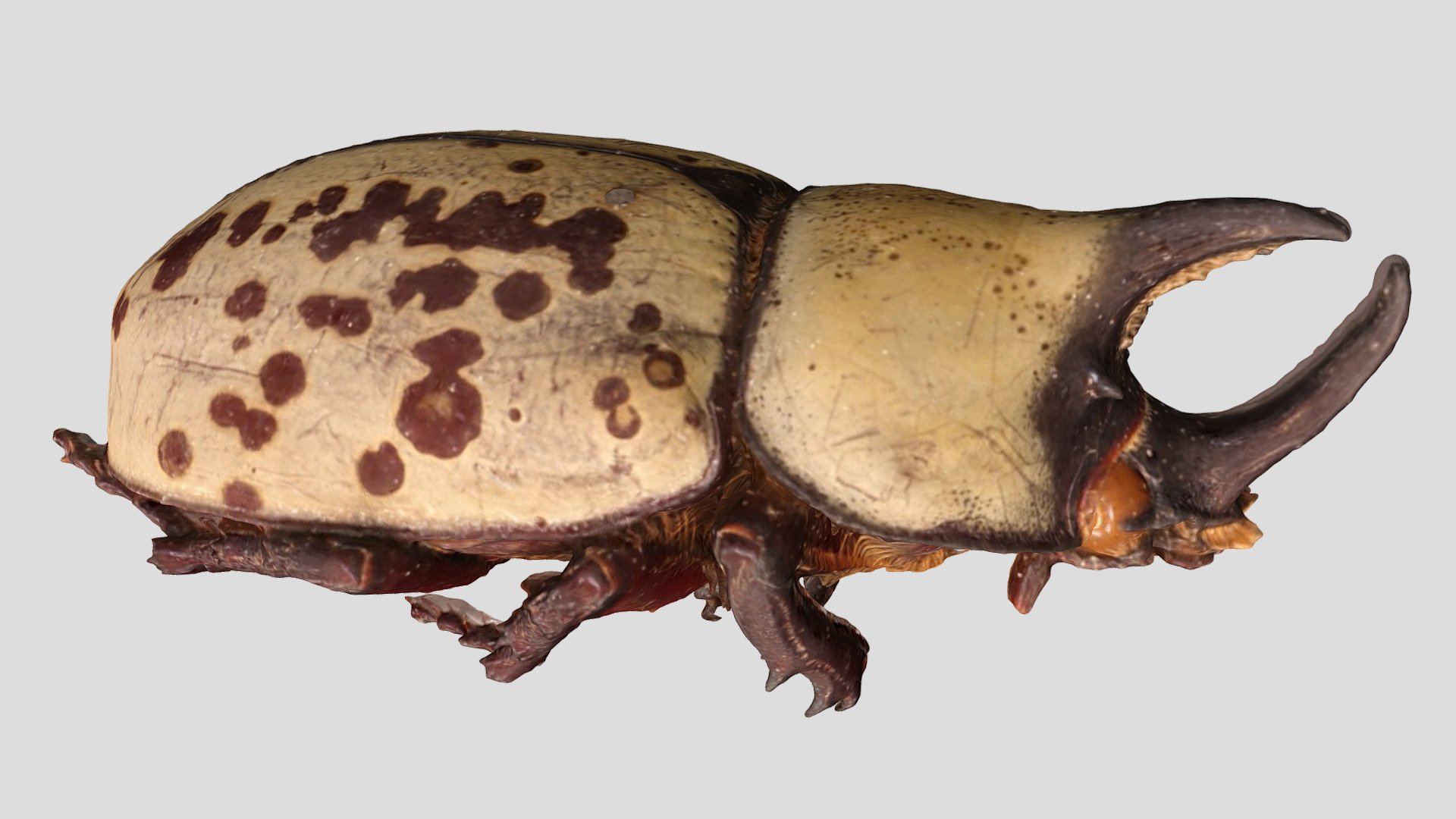 YPM ENT.620689 Coleoptera: Dynastes tityus - Download Free 3D model by ...