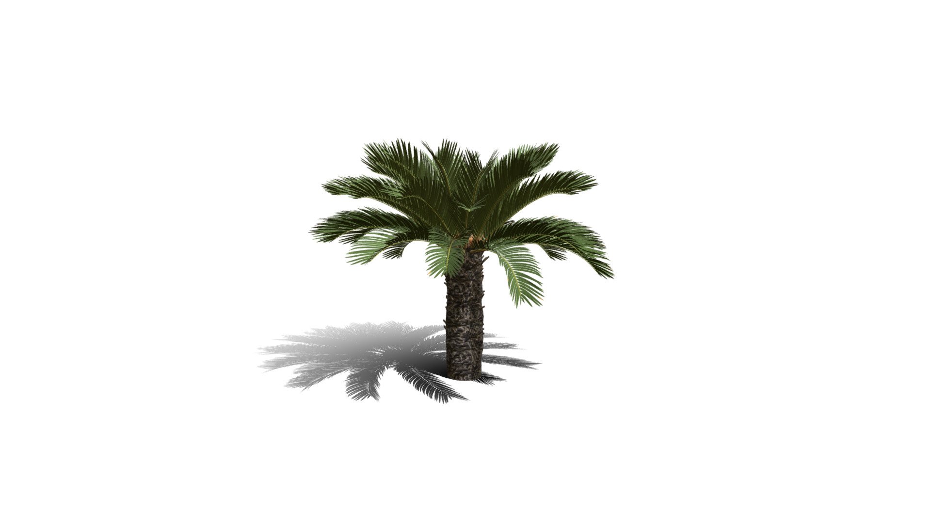 Realistic HD Japanese sago palm (22/40) - Download Free 3D model by ...