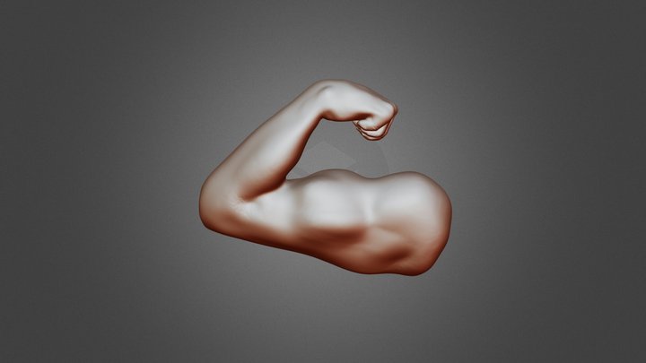 Flexion 3D models - Sketchfab