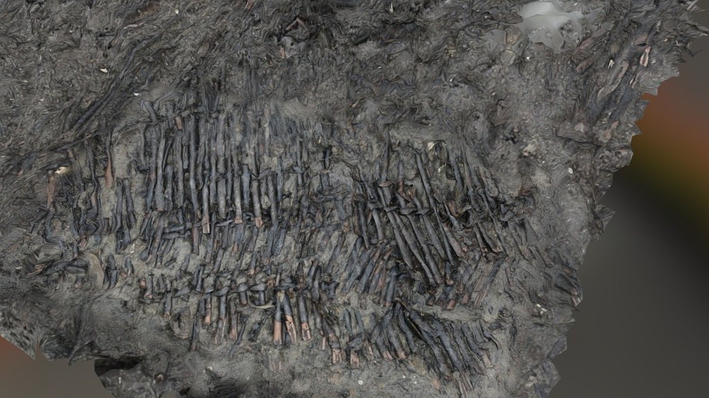 fuik middeleeuws - Download Free 3D model by Archeologie Gemeente Den ...