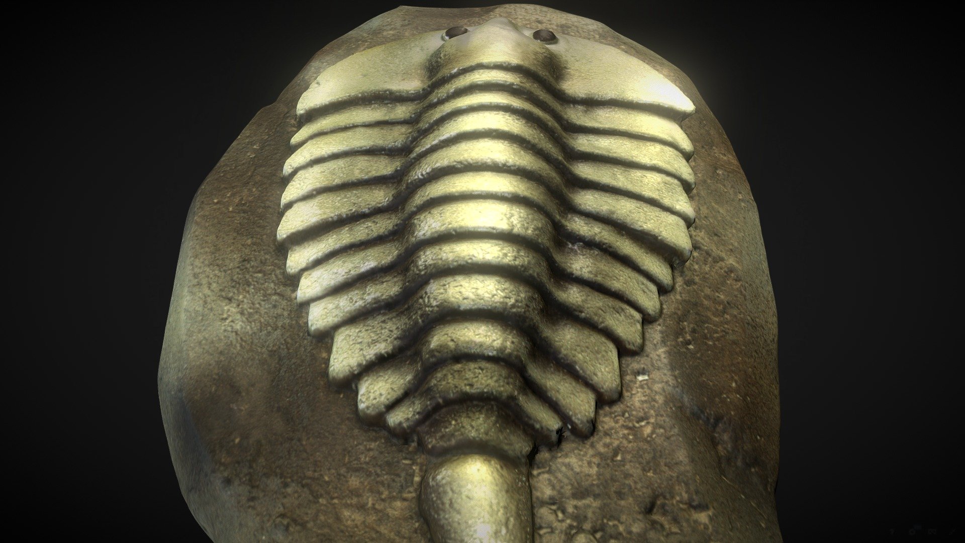 Трилобитообразные Deiphon sp. - Download Free 3D model by darwinmuseum ...