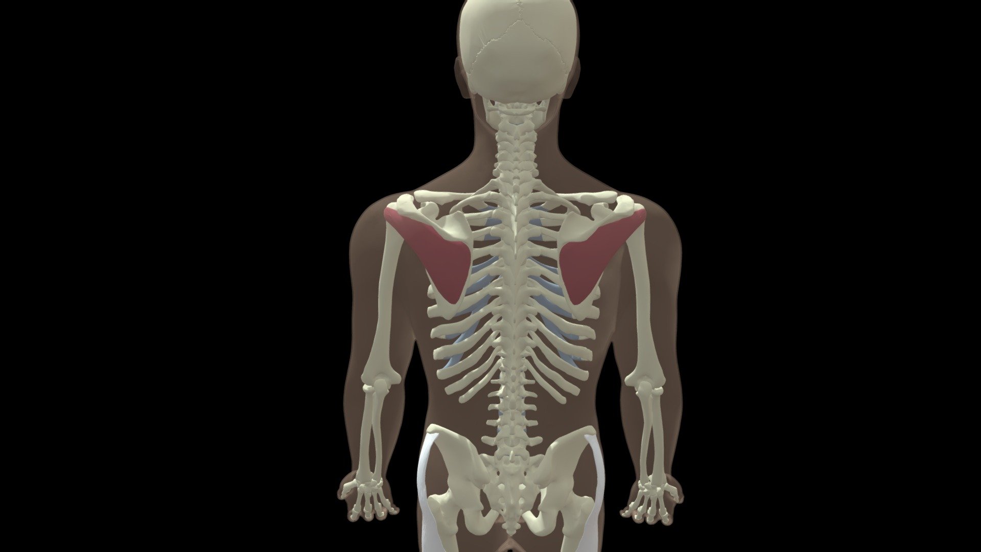 Infraspinatus - Download Free 3D model by Anatomary [e479625] - Sketchfab