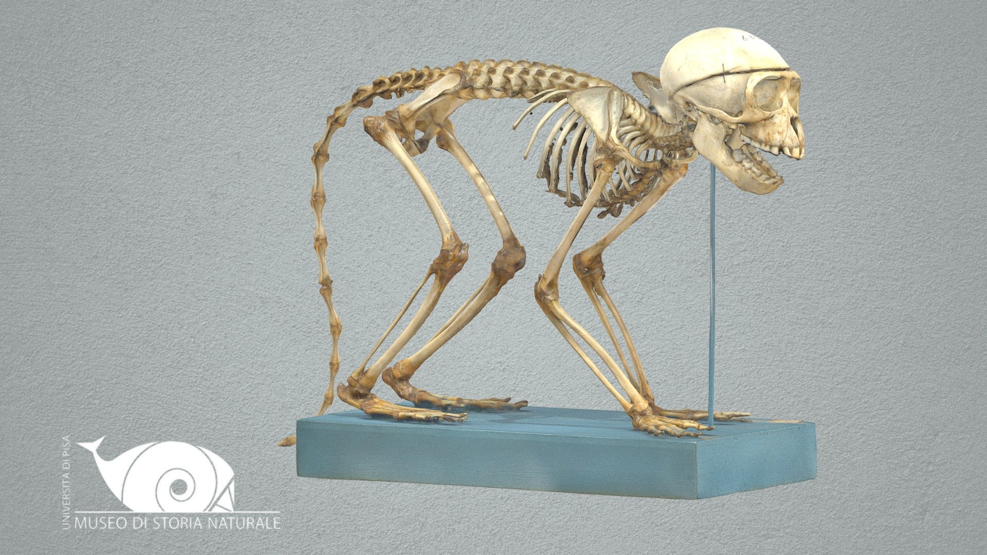 Moustached monkey - 3D model by Natural History Museum, University of ...