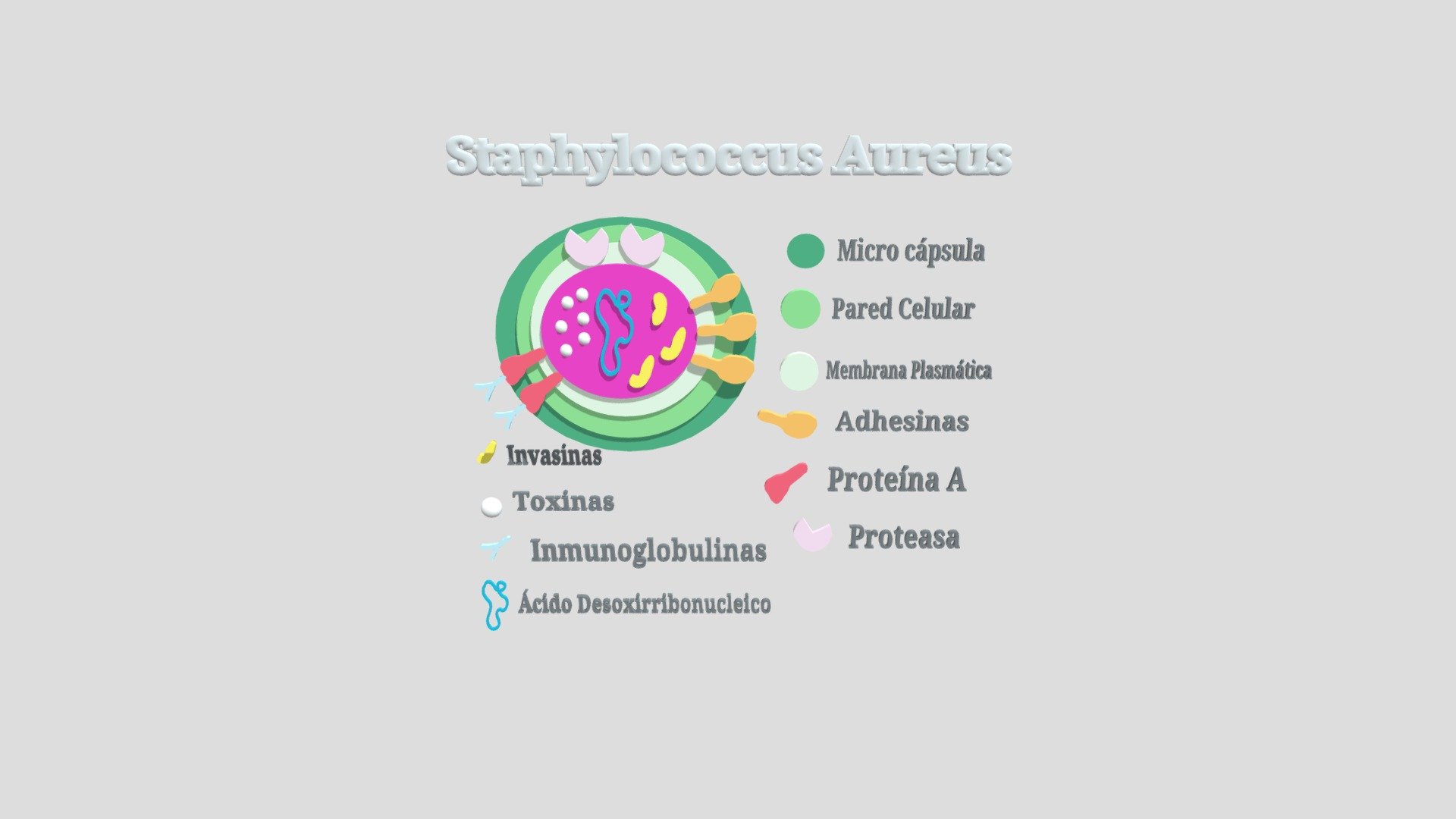 MICROUGHS_Staphylococcus_Aureus_SAC_AHA_LRM - 3D model by Sofia Aguayo ...