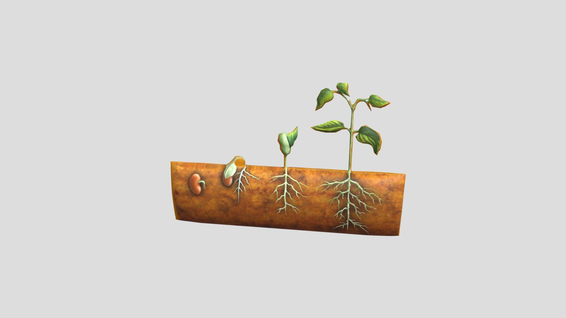 PLANT GROWTH IN THREE DIFFERENT STAGES - 3D model by sasa751211 ...