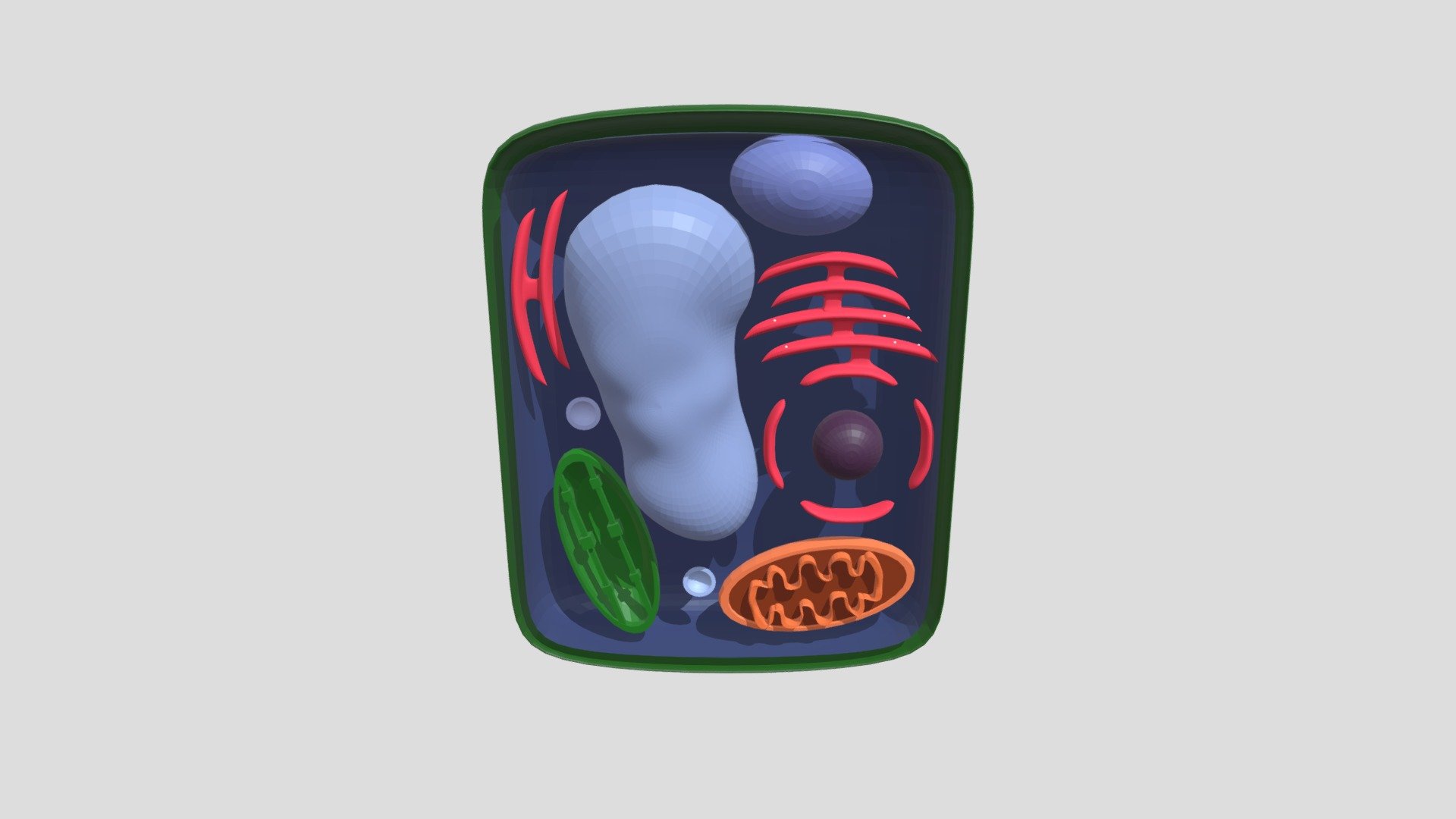 Plant cell by alex - 3D model by alex_sidyuk [e4877a6] - Sketchfab
