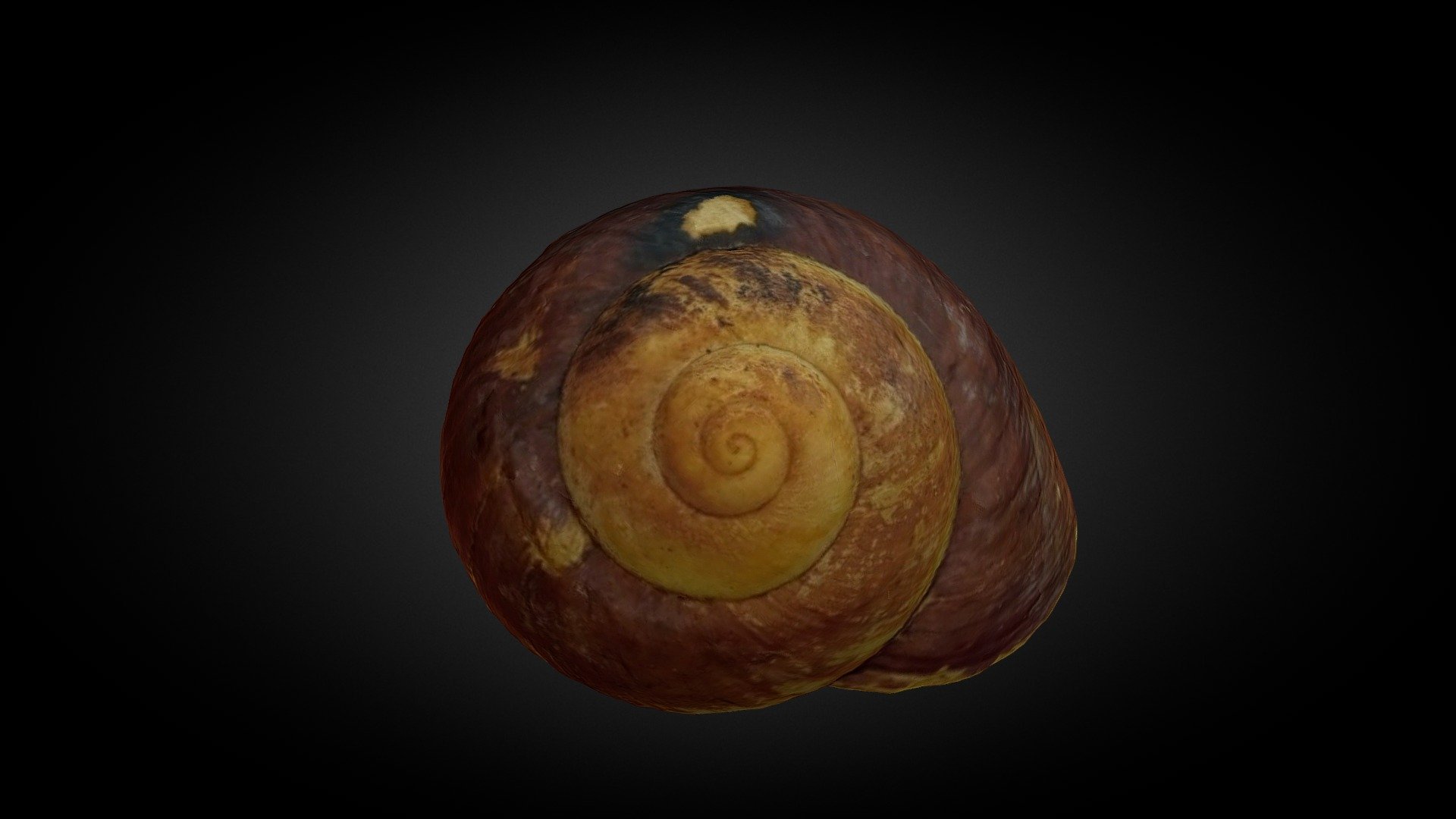 Ryssota ovum - Download Free 3D model by itsmerolfzurc [e48a79d ...