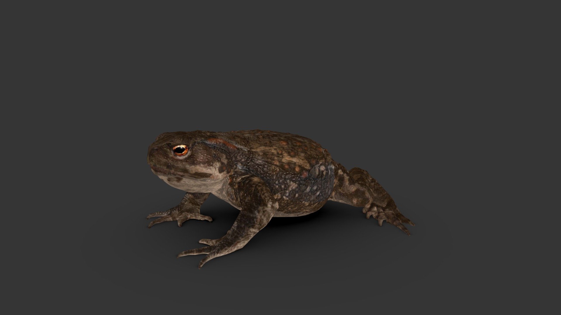 Ropucha Szara / Common Toad / Bufo Bufo 2 - 3D model by mahrcheen ...