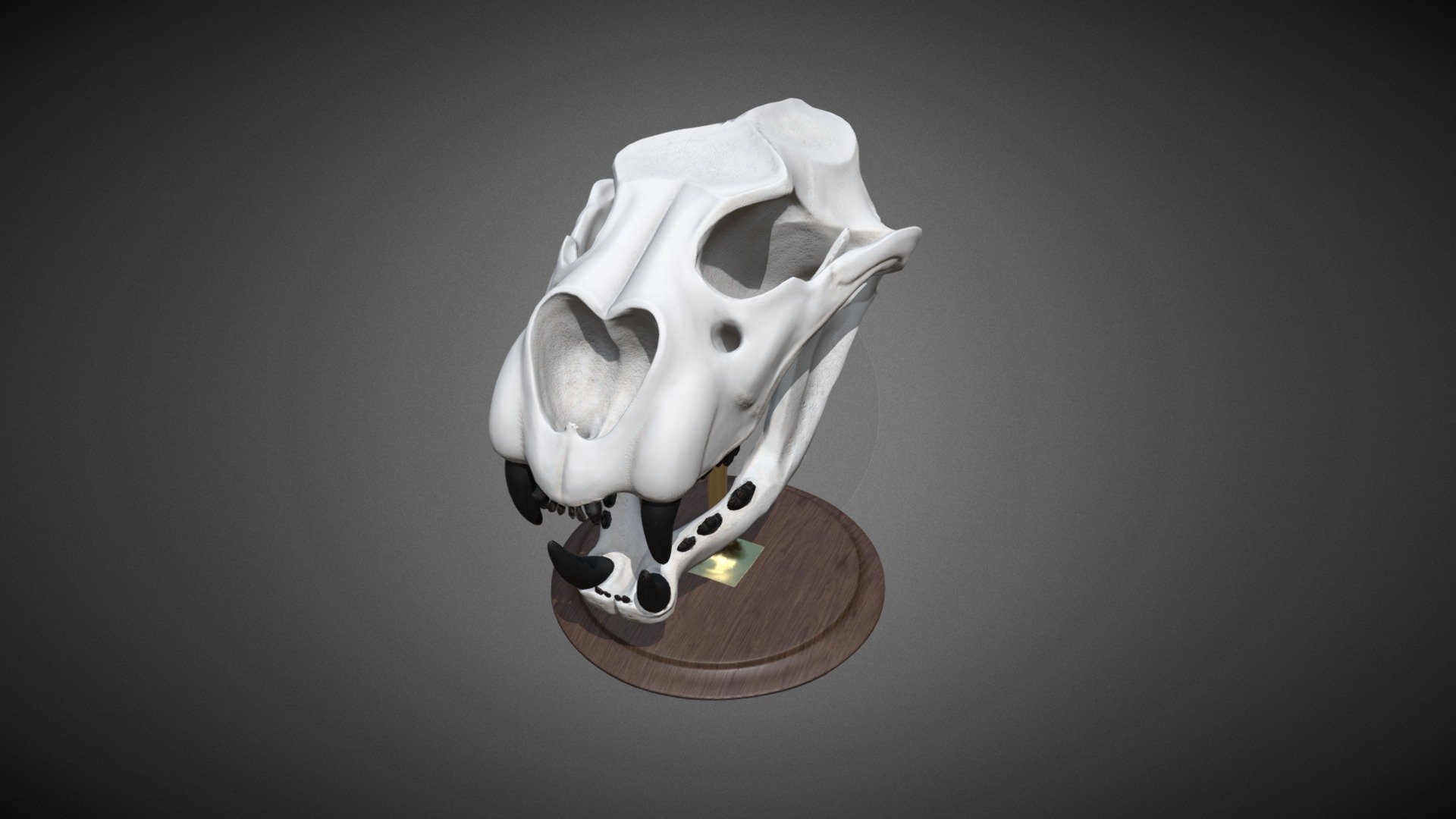Lion Skull - 3D model by ELebret [e48ca1c] - Sketchfab