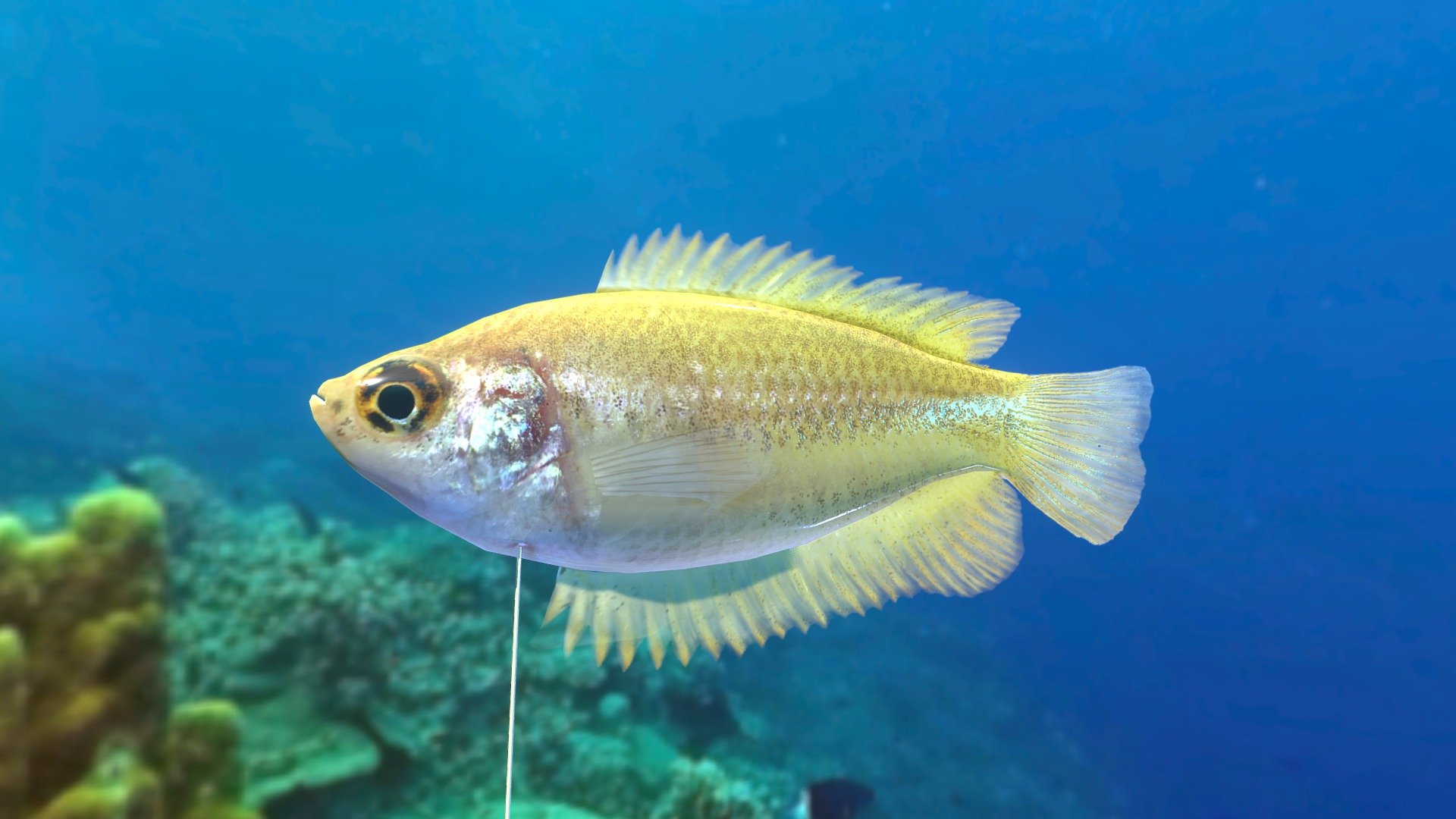 Golden Dwarf Gourami - 3D model by MEA AQUA (@osakanaWatch) [e48d4b5 ...