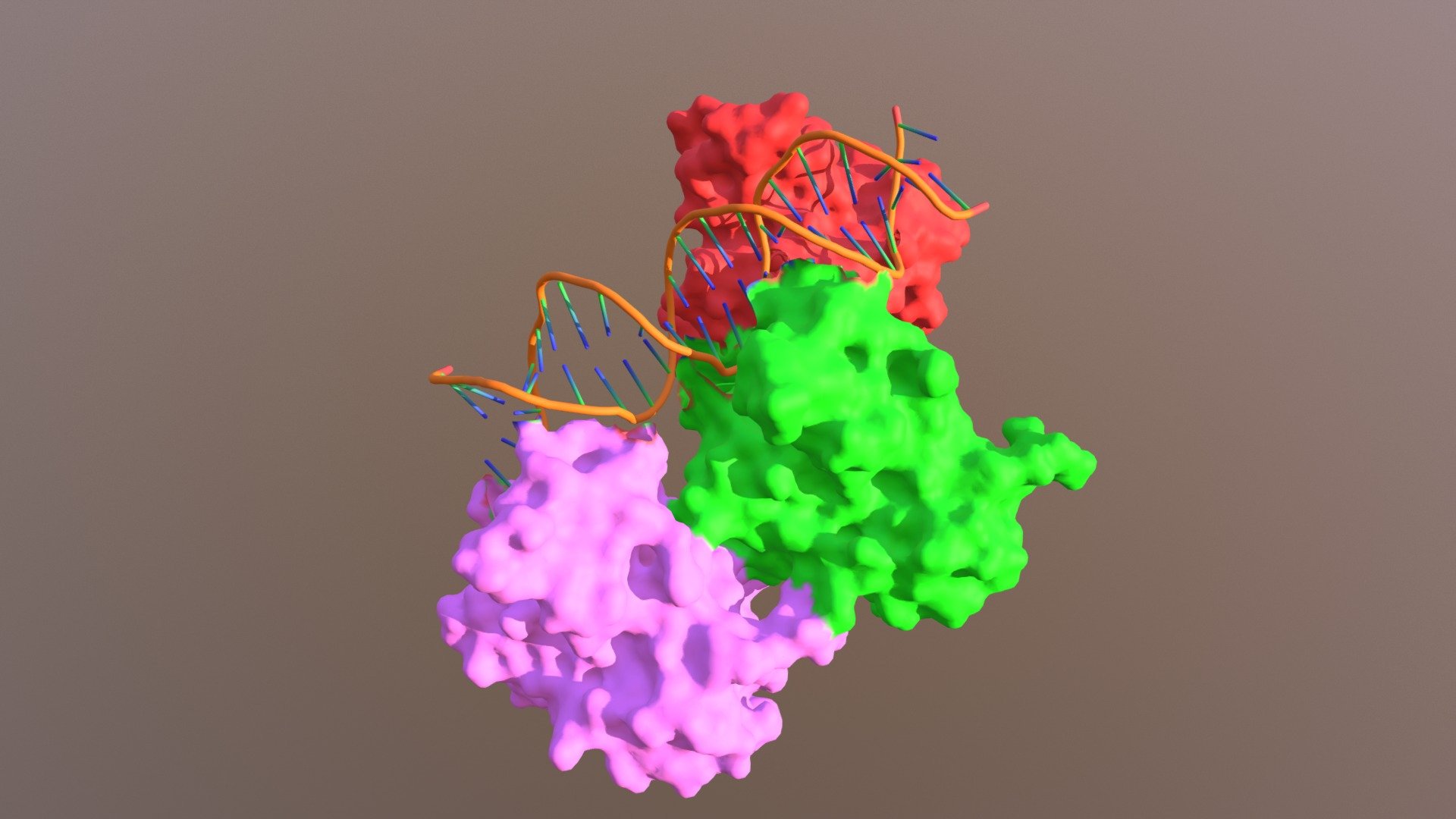 TUMOR SUPPRESSOR P53 COMPLEXED WITH DNA - 3D model by Dominic (@dwaithe ...