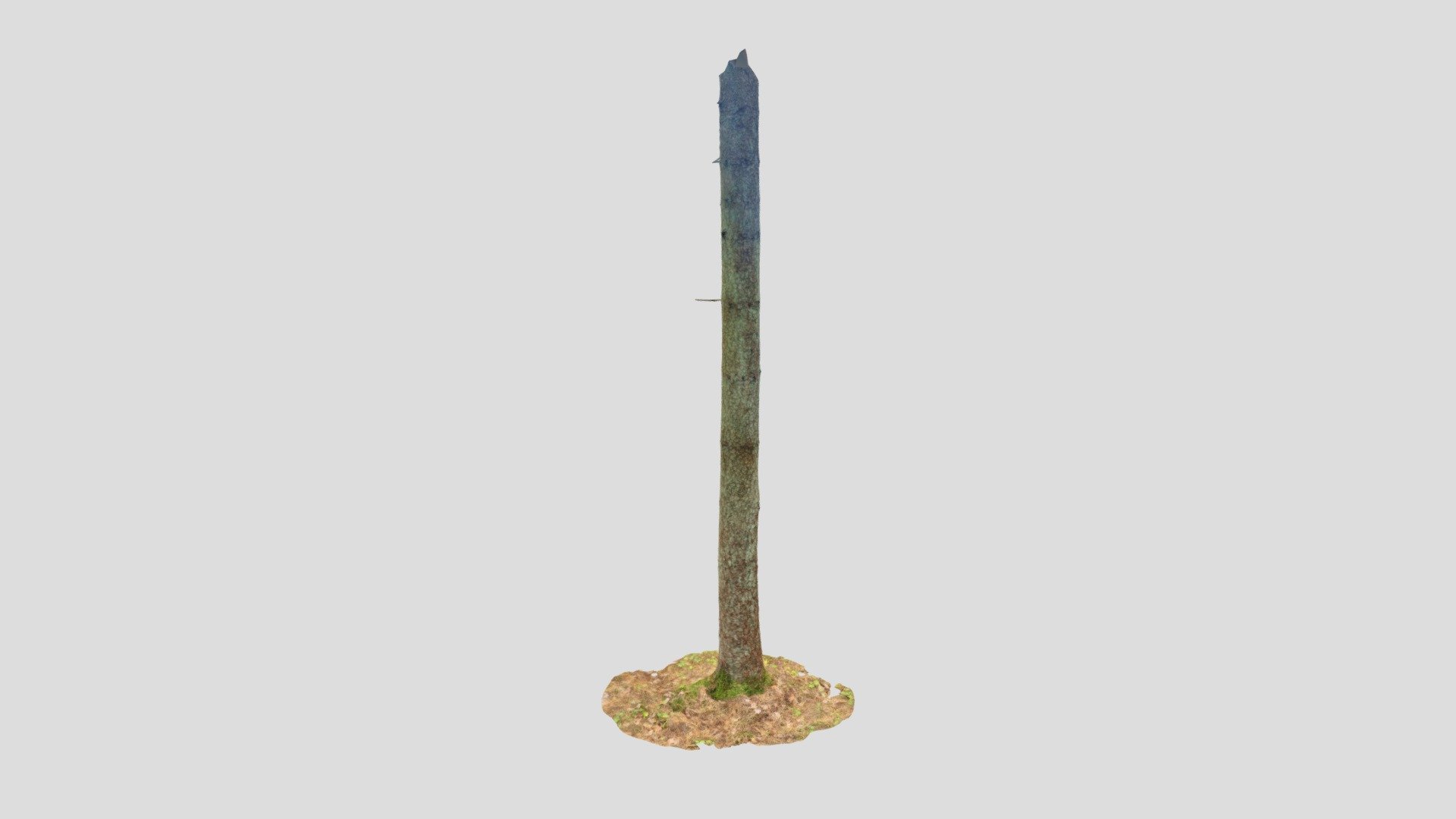 Firt tree yong trunk - Download Free 3D model by rallyguru3d [e499707 ...
