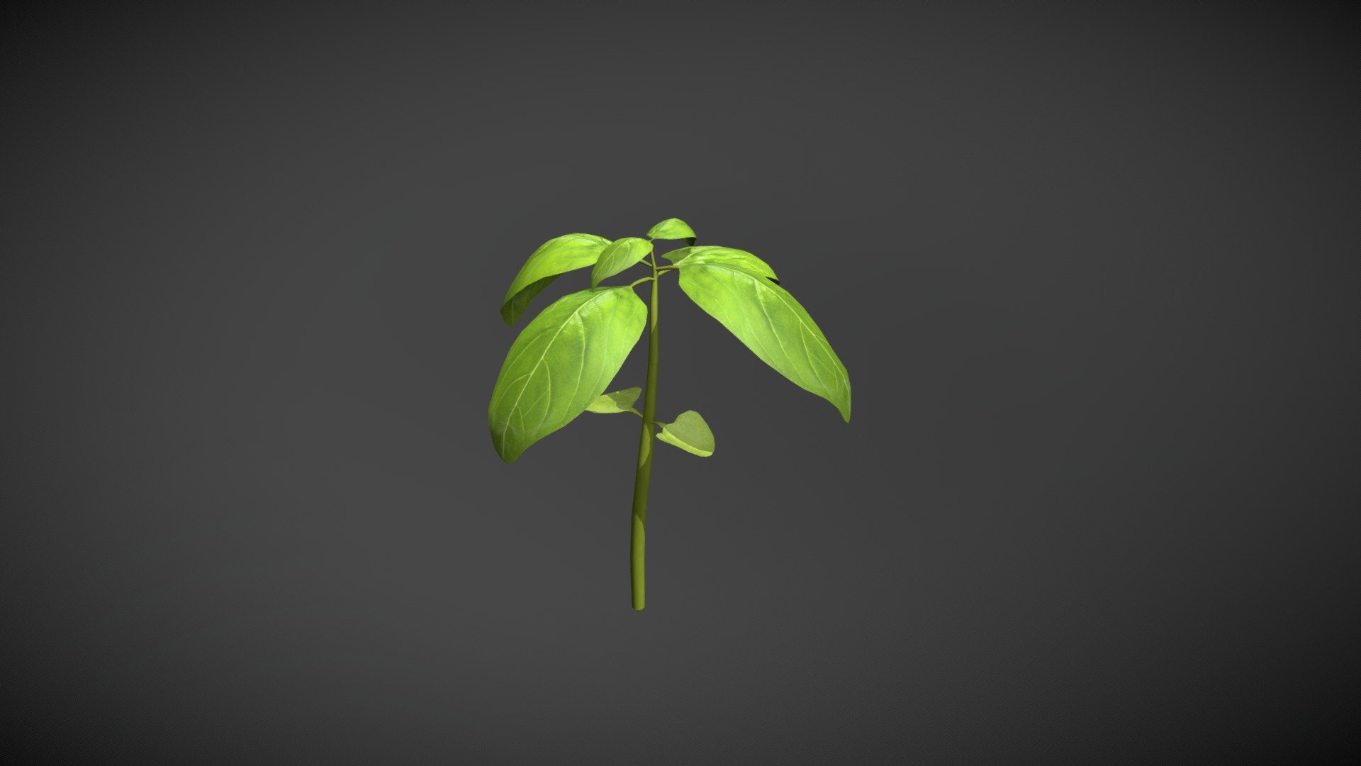 Basil Stage1 - 3D model by vicvdovenko [e4a0556] - Sketchfab