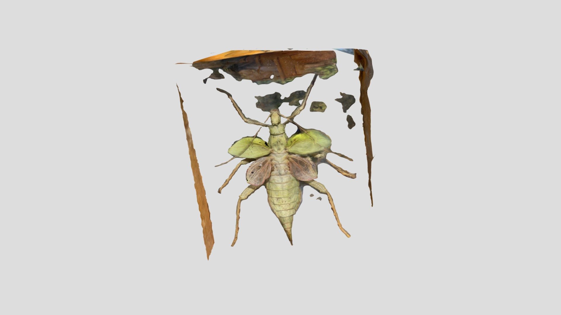 Malayan Jungle Nymph - Download Free 3D model by antimattered (@t333k ...