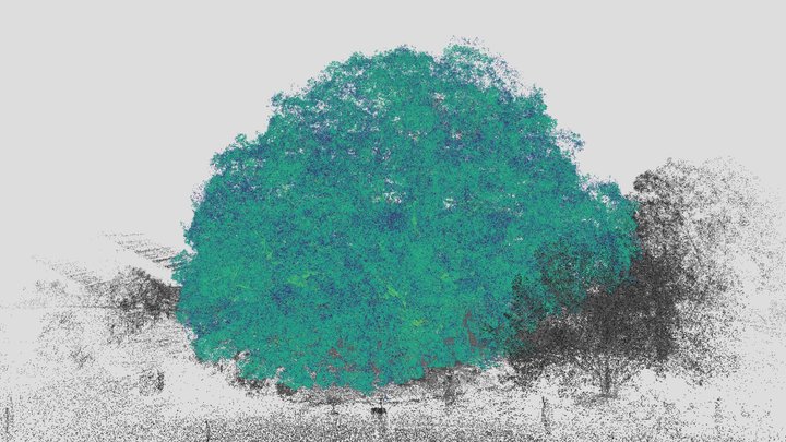Oak-tree 3D models - Sketchfab