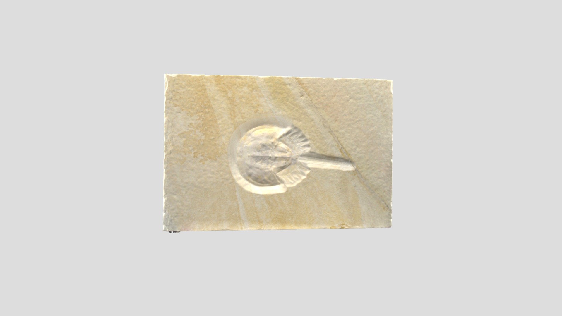 Horseshoe crab fossil (L33) - 3D model by Hong Kong Science Museum ...