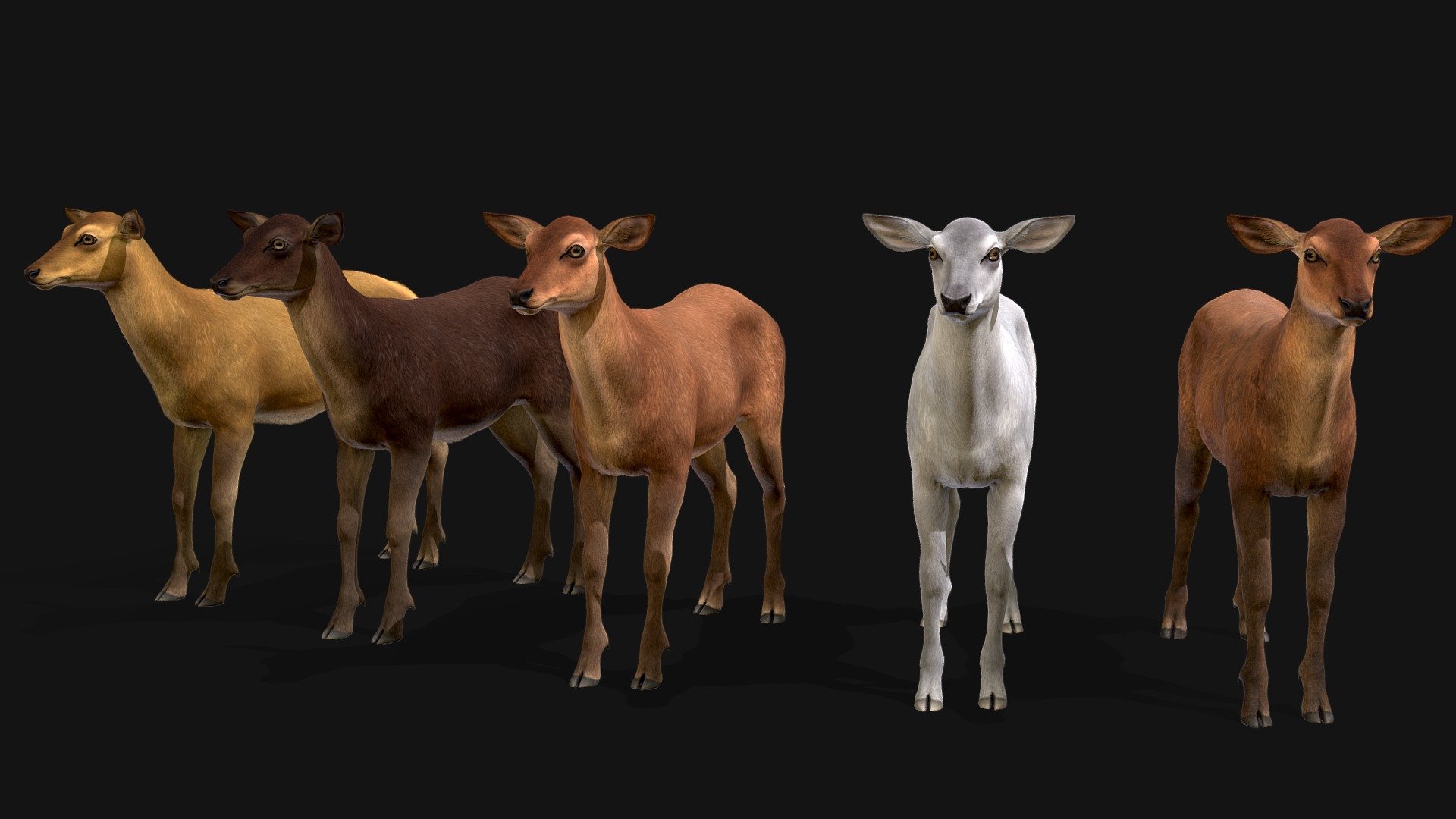 Deer Doe - Buy Royalty Free 3D model by RedDeer (@billl90) [e4aab5a ...