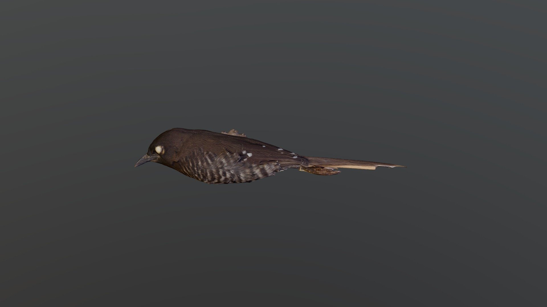 Banded Prinia - Prinia bairdii obscura - Download Free 3D model by ...