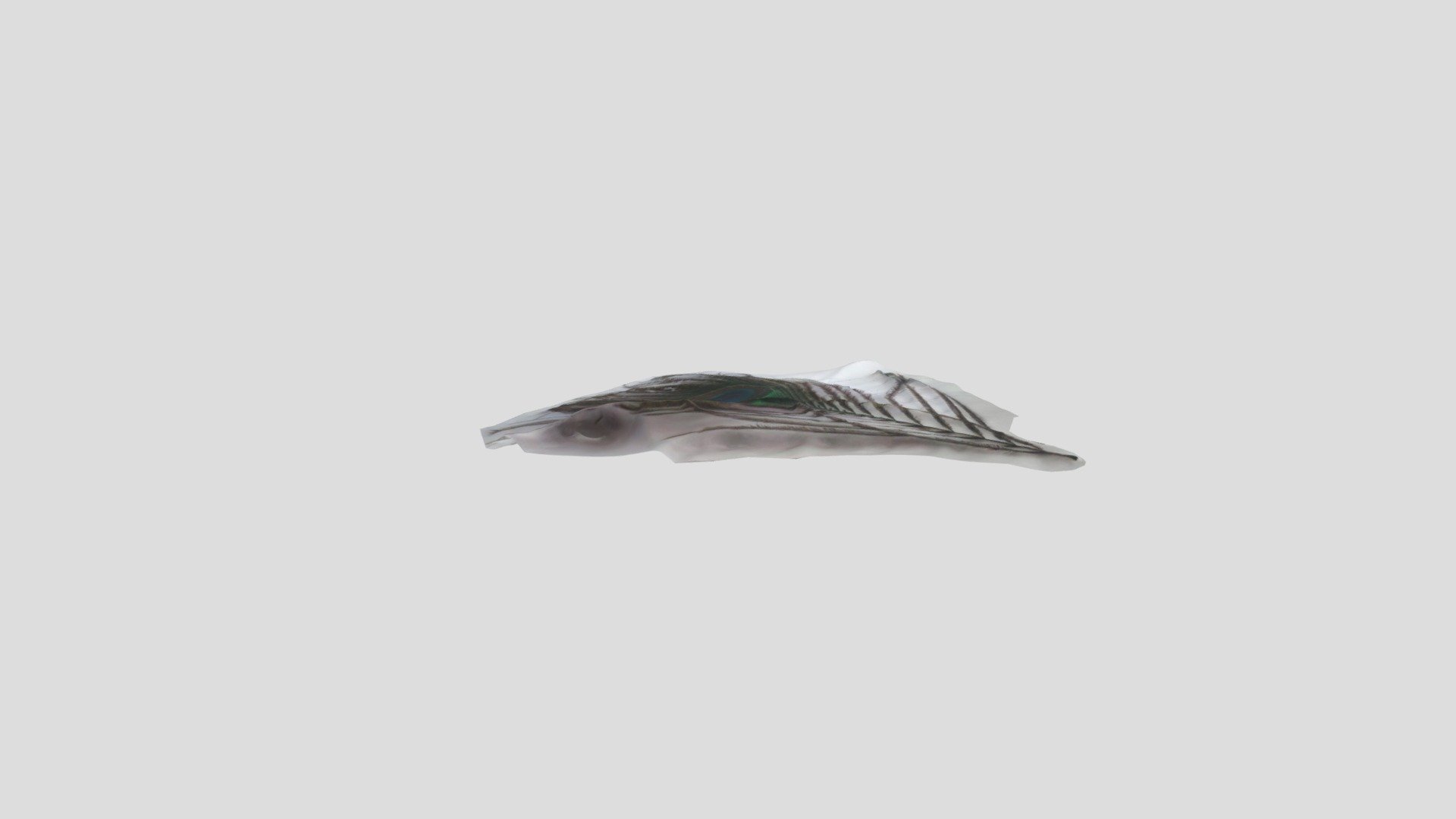 FEATHER - 3D model by singh.swati1244 [e4acb7e] - Sketchfab