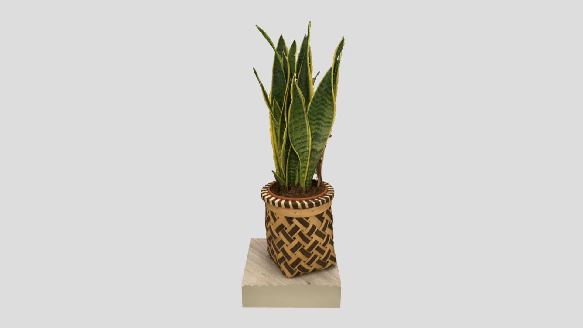 Scanned plant - Download Free 3D model by Anamaria Kudrna ...