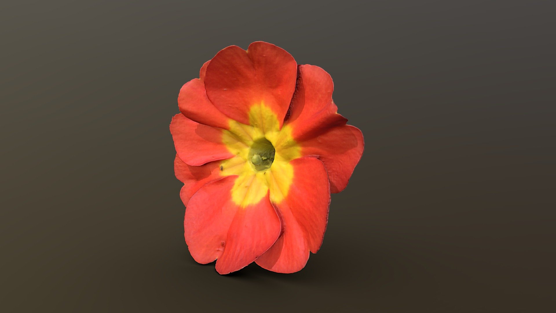 Red Primula Veris flower - Download Free 3D model by Lassi Kaukonen ...
